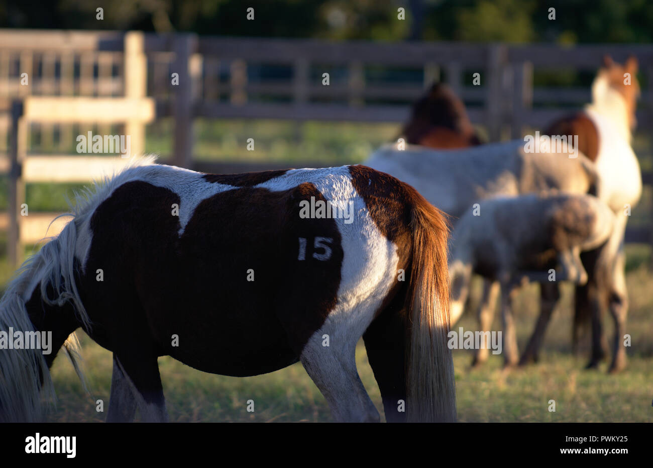 Assateague Wild Horses temperately corralled Stock Photo - Alamy