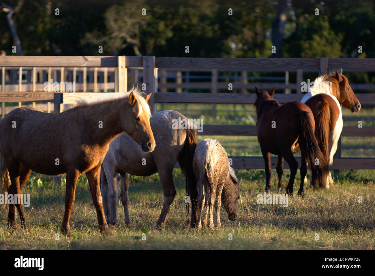 Assateague Wild Horses temperately corralled Stock Photo - Alamy