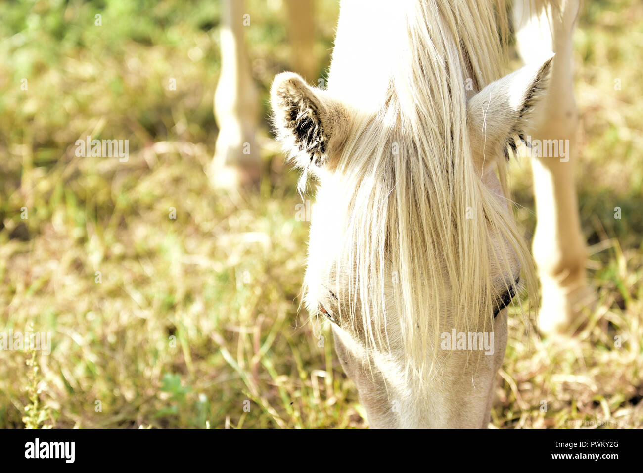 Assateague Wild Horses temperately corralled Stock Photo - Alamy