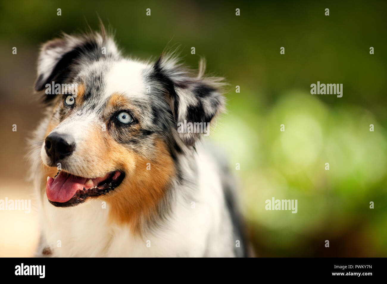 Happy dog looking alert Stock Photo - Alamy