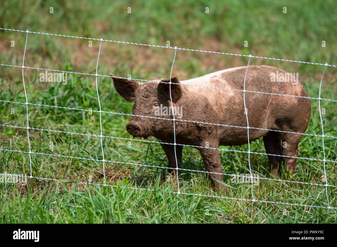 Pig grass fence hi-res stock photography and images - Alamy