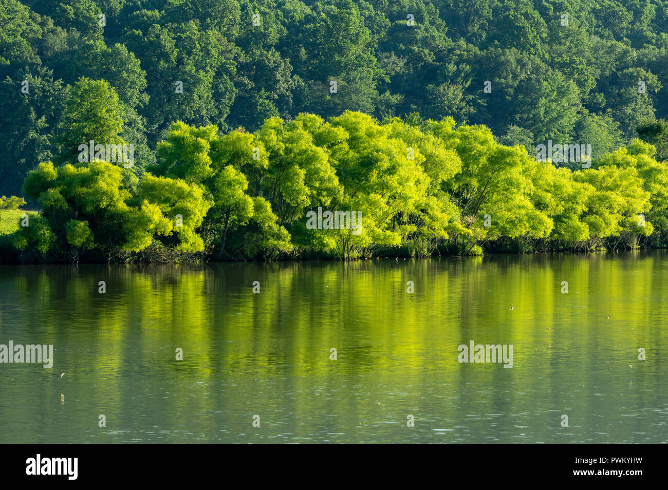 The beauty of the tree covered shoreline reflecting in the lake Stock ...