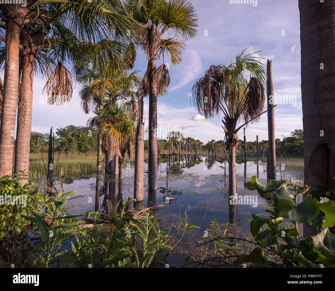 Brazilian tropical landscape Stock Photo - Alamy