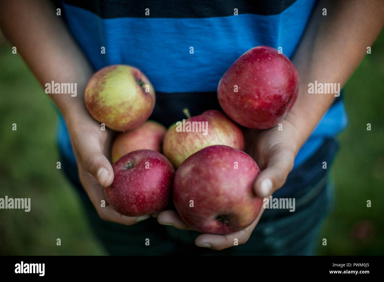 Group six apples hi-res stock photography and images - Alamy