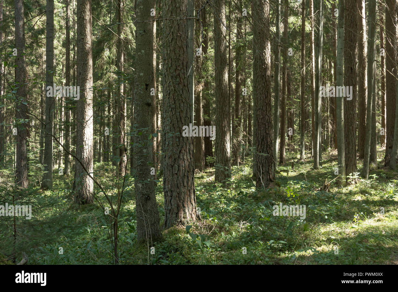 Pine tree forest in August in in Latvia, natural background Stock Photo ...