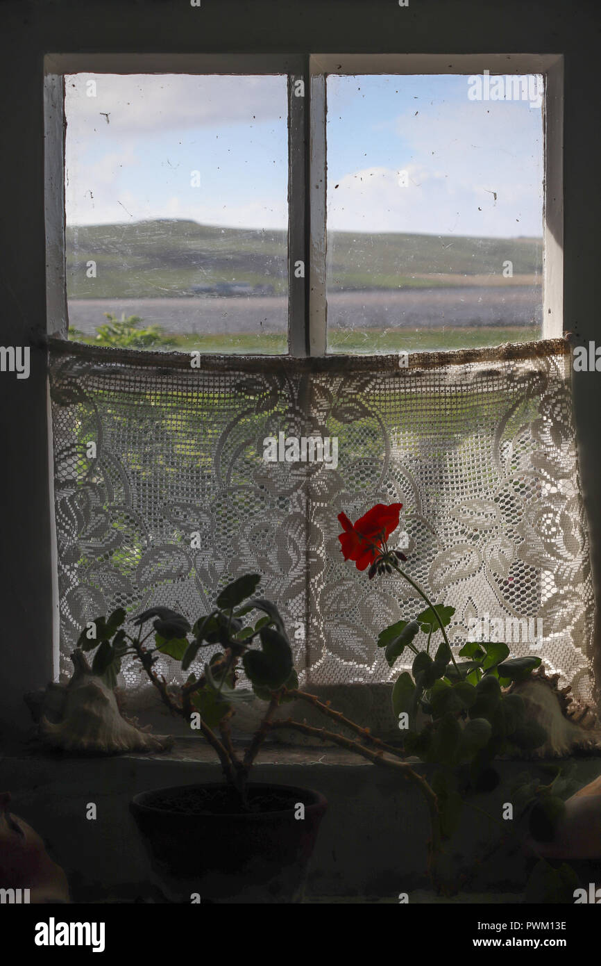 Old farm house window with lace curtain and potted red geranium ...
