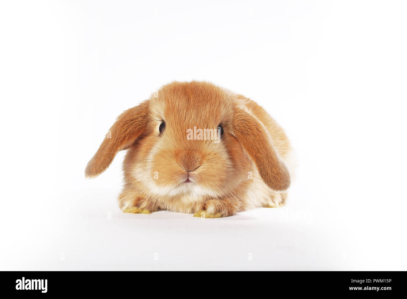 Rabbit bunny orange lop young rabbit kit on isolated white background ...