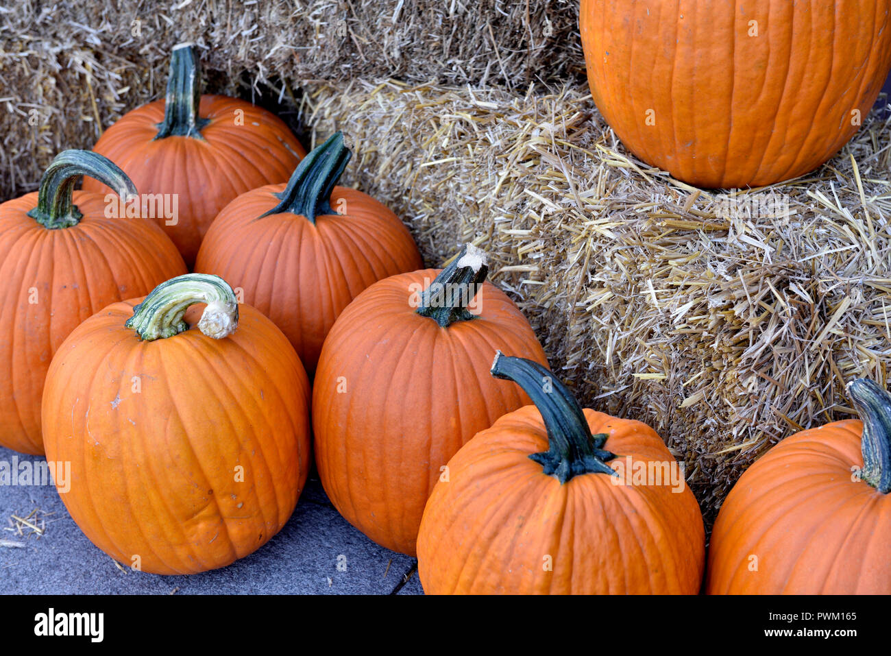 Large pumpkins hi-res stock photography and images - Alamy
