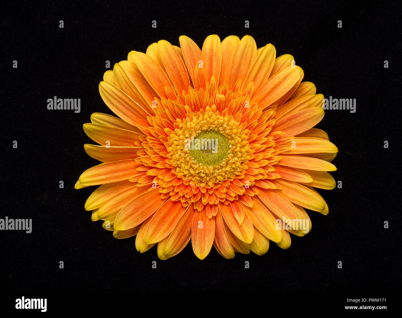 Subtle orange gerbera flowers on black background Stock Photo - Alamy