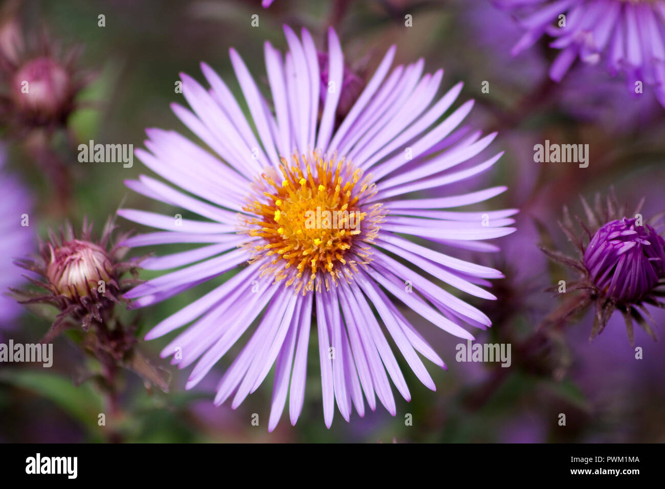 Purple Daisy Flower Stock Photo - Alamy