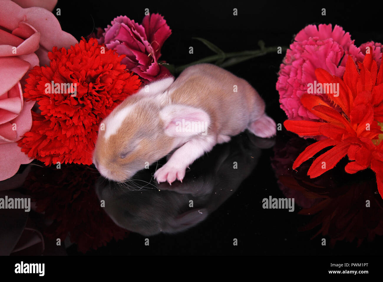 Cute bunny baby rabbit lop kit. New born bunnies. Cute Stock Photo - Alamy
