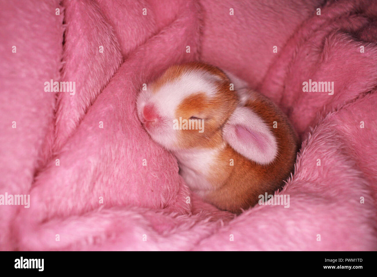 Cute bunny baby rabbit lop kit. New born bunnies. Cute Stock Photo - Alamy