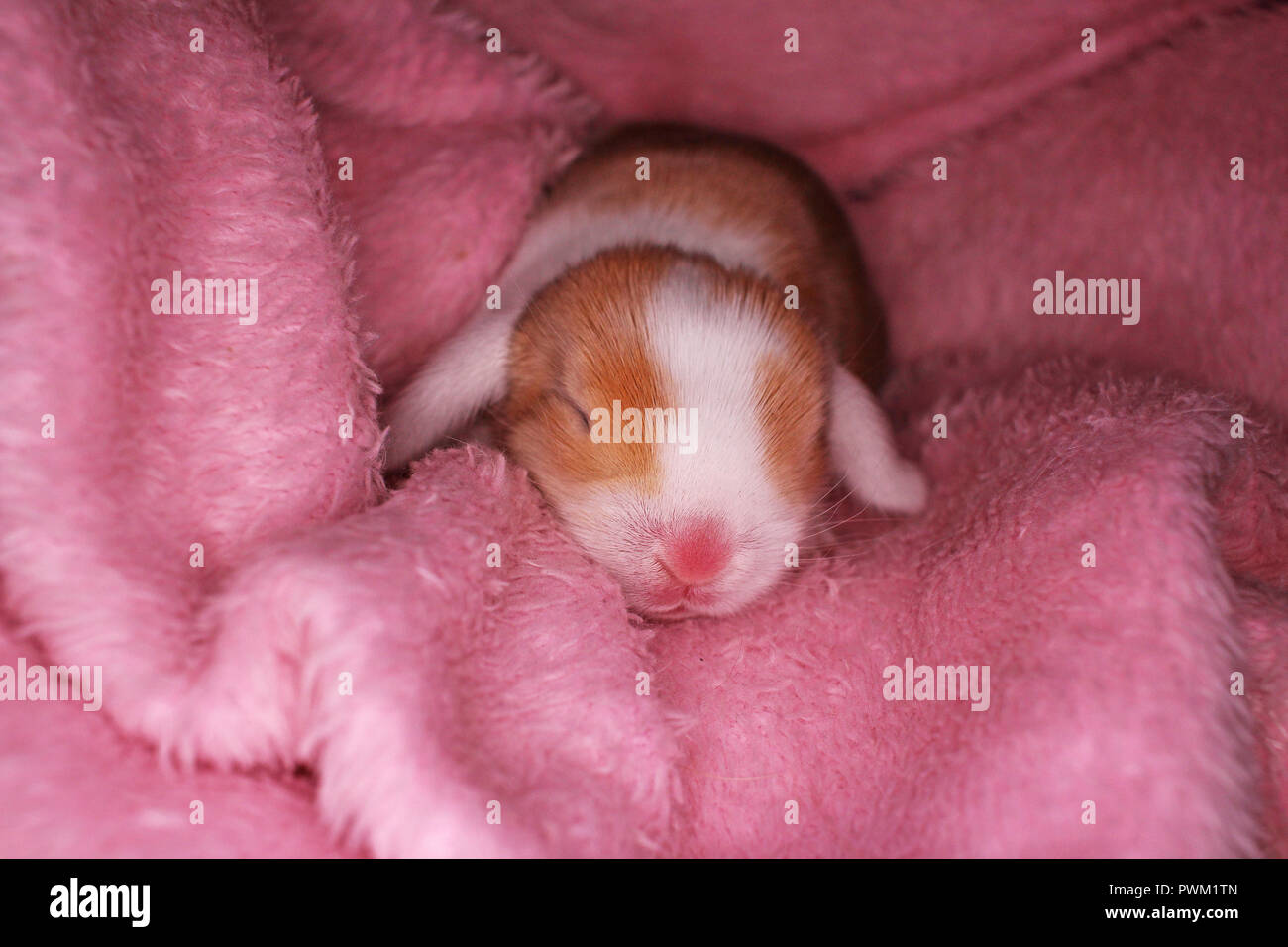 Cute bunny baby rabbit lop kit. New born bunnies. Cute Stock Photo - Alamy