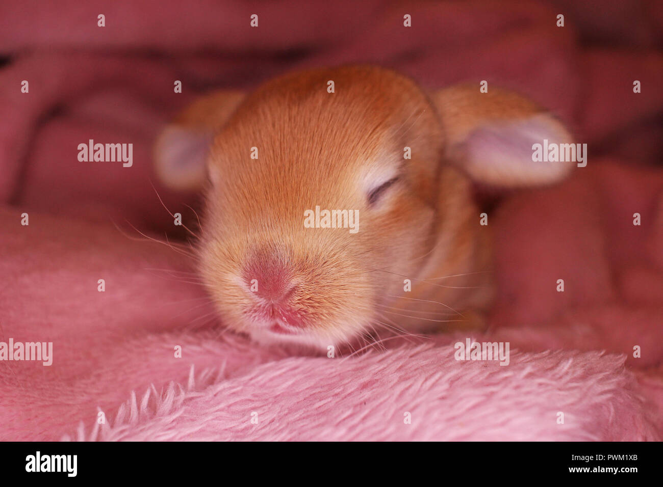 Cute bunny baby rabbit lop kit. New born bunnies. Cute Stock Photo - Alamy