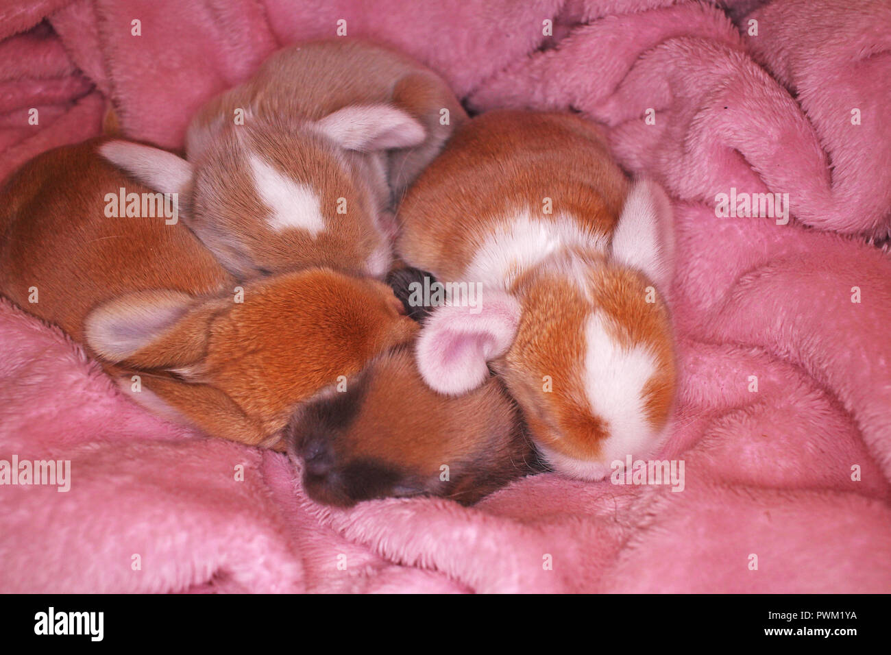 Cute bunny baby rabbit lop kit. New born bunnies. Cute Stock Photo - Alamy