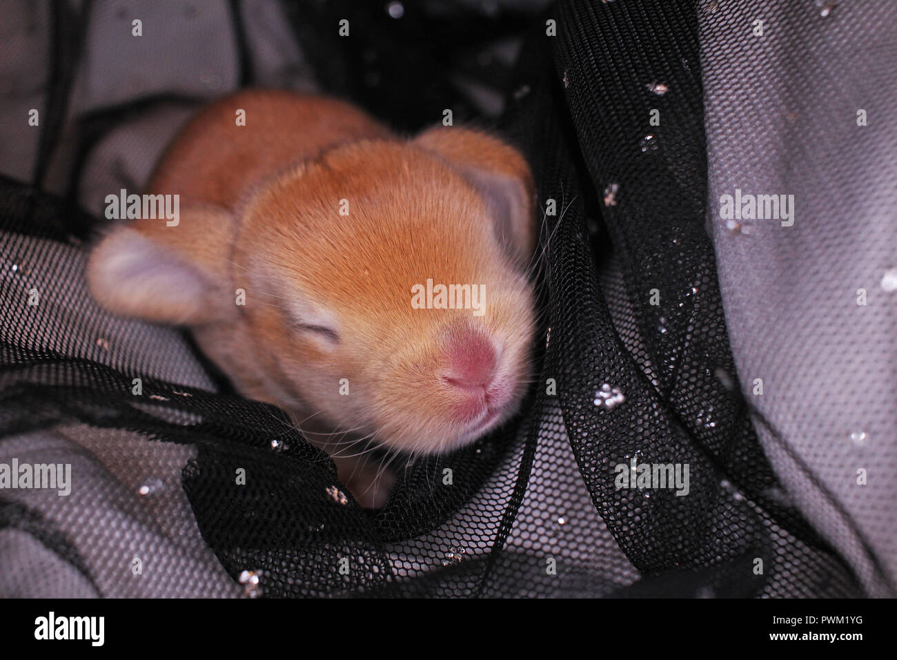 Cute bunny baby rabbit lop kit. New born bunnies. Cute Stock Photo - Alamy