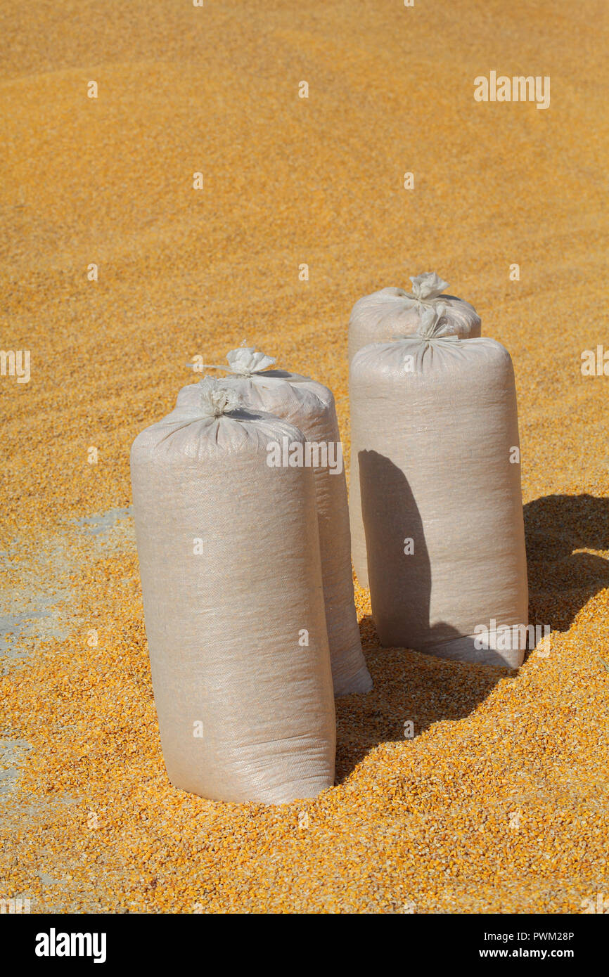 Full Sacks Of Grain High Resolution Stock Photography and Images - Alamy