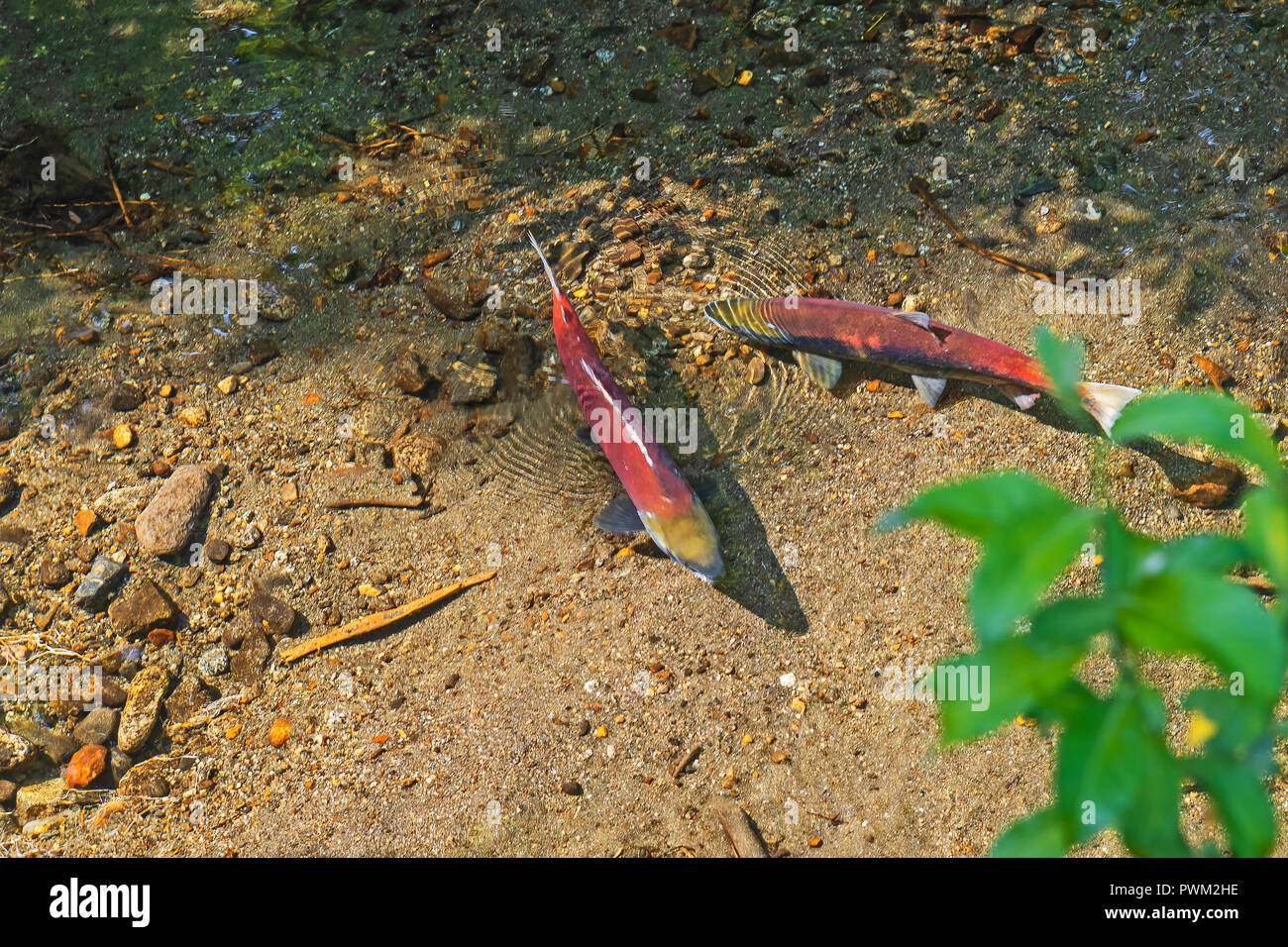 Ongass national forest hi-res stock photography and images - Alamy