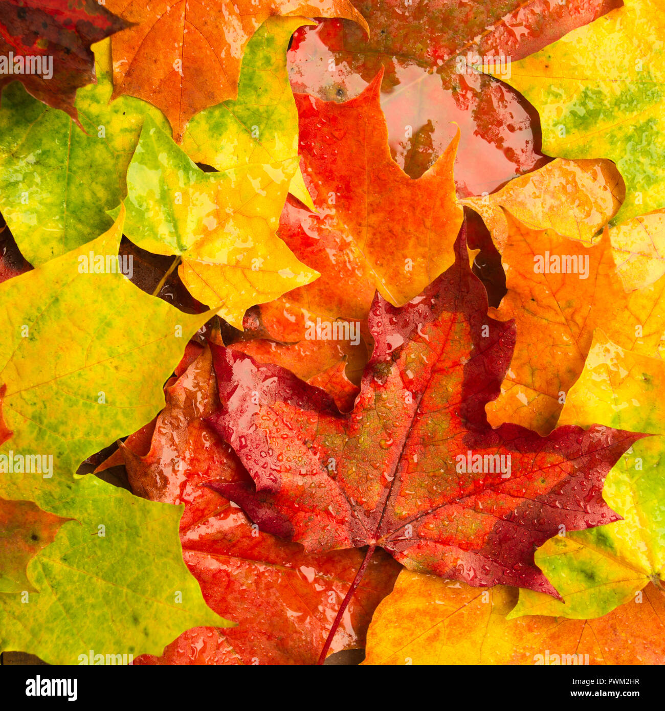 Overhead shot of yellow maple leaf hi-res stock photography and images ...