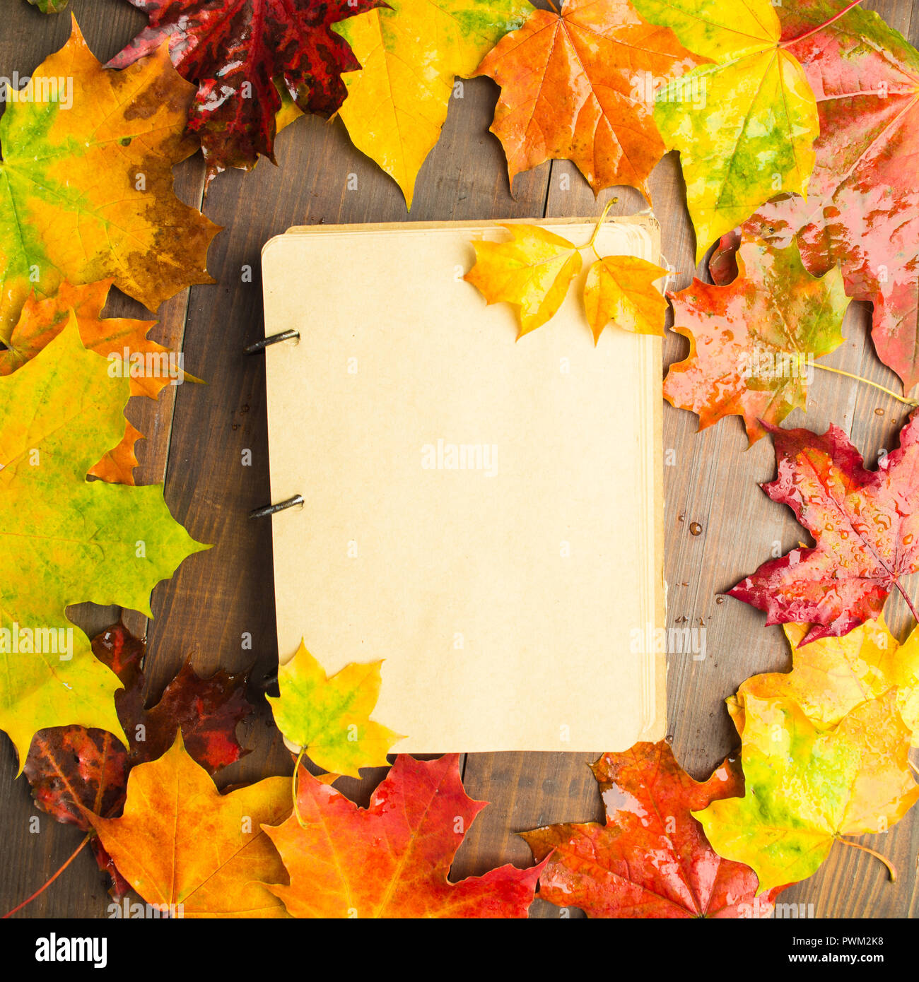 Notebook with wet autumn maple leaves around, design autumn concept ...