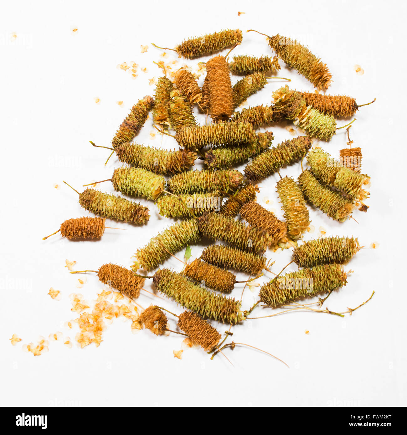 Dry autumn birch buds on white background, square shot Stock Photo - Alamy