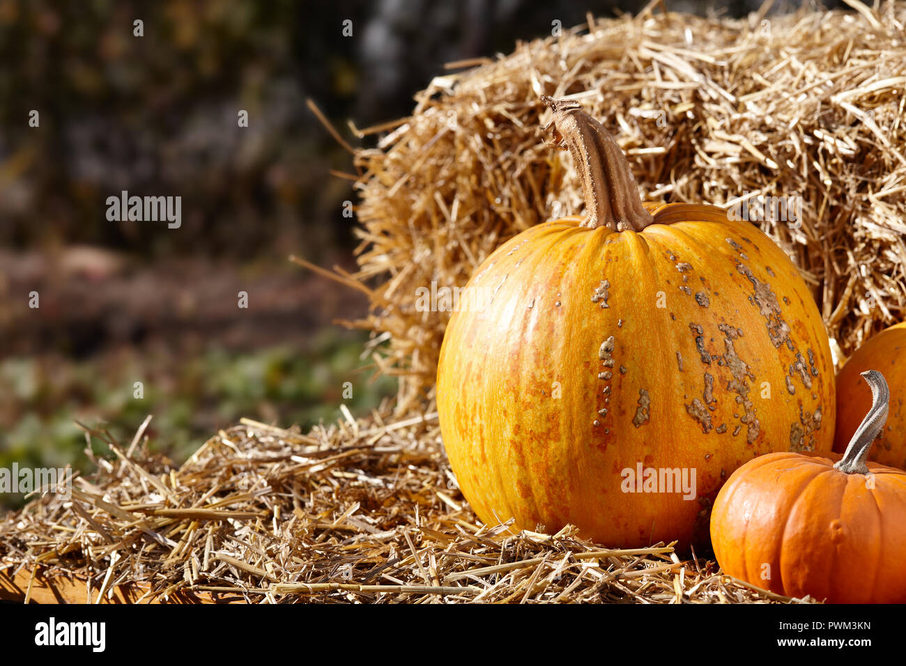 Various ornamental pumpkins in hi-res stock photography and images - Alamy