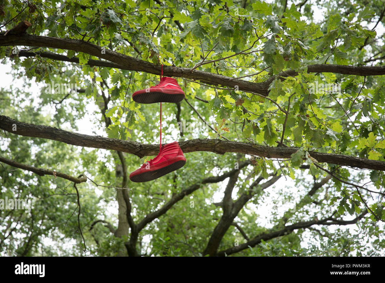 red shoes tossed over branch against green trees Stock Photo - Alamy