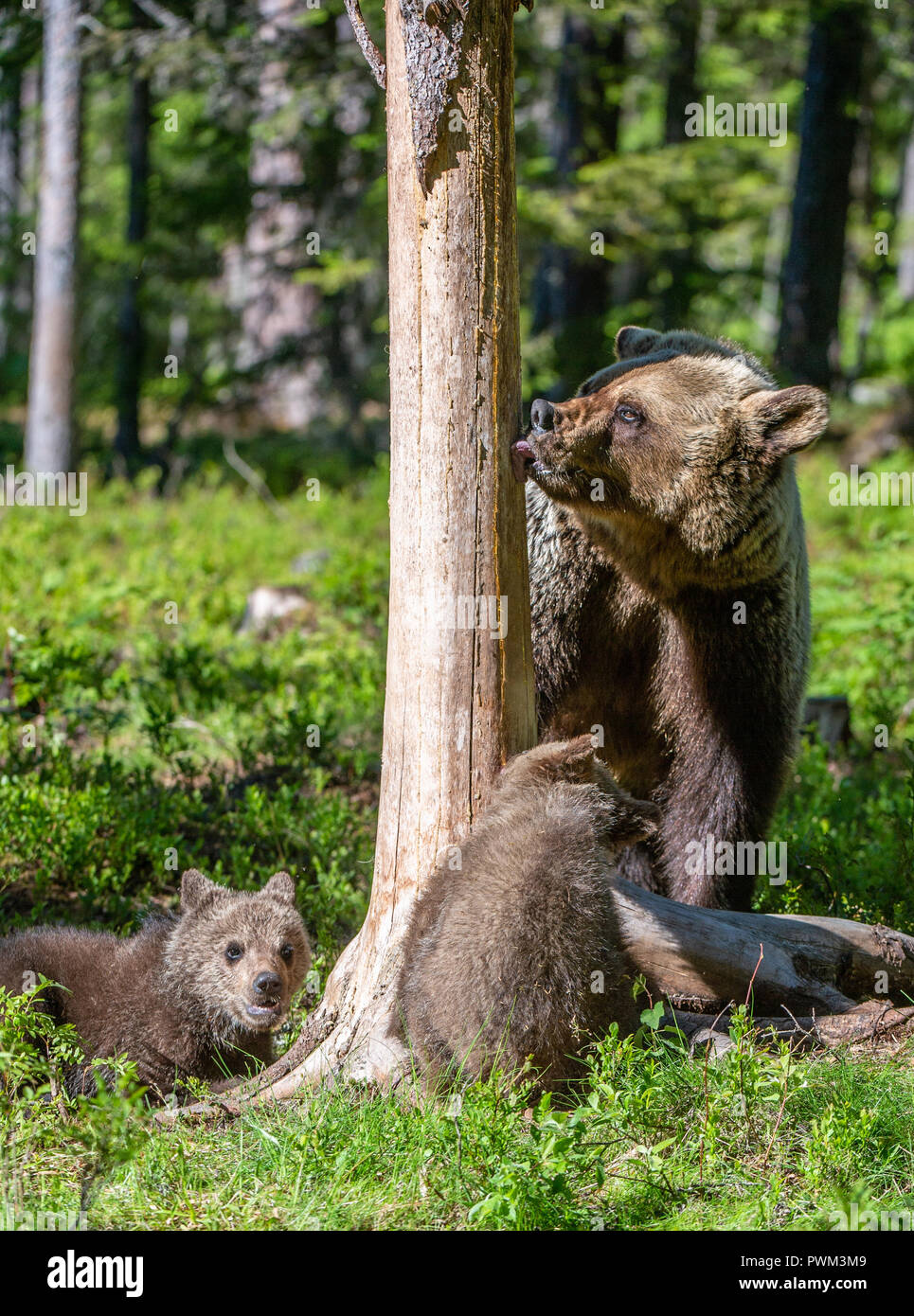 She-Bear and Cubs. Brown bear. Scientific name: Ursus Arctos Arctos. In ...
