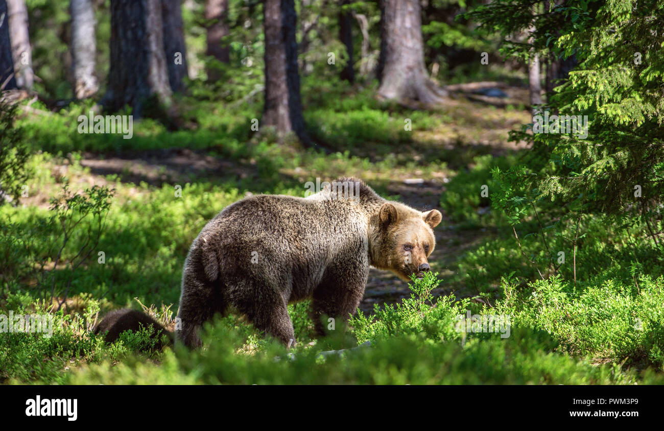 Brown bear in the summer forest. Natural habitat. Scientific name ...