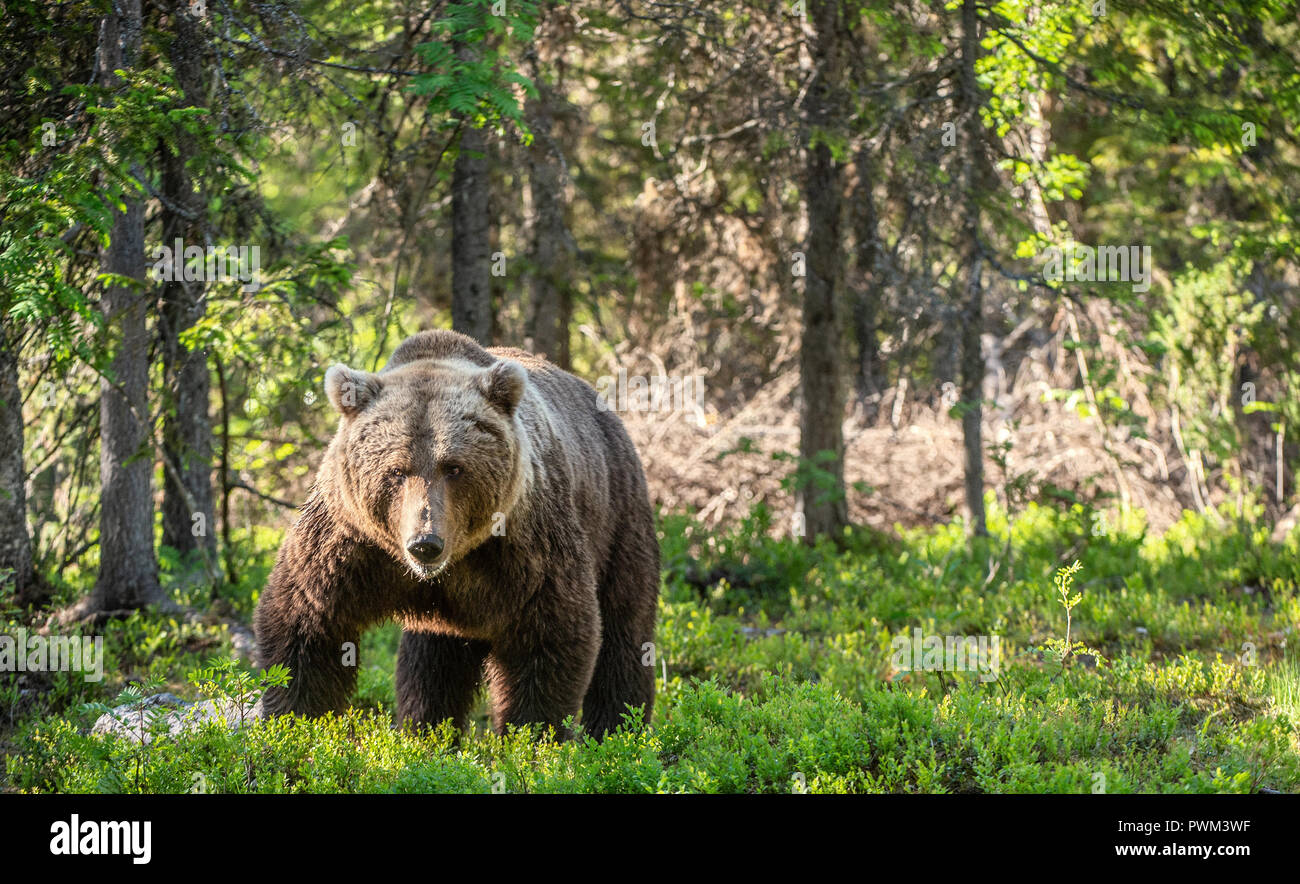 Brown bear in the summer forest. Natural habitat. Scientific name ...