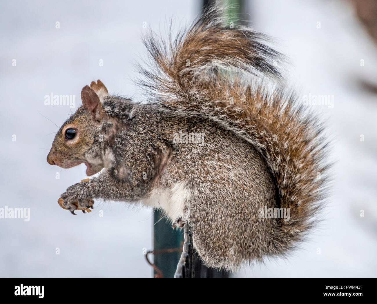 Sciurus carolinensis, common name eastern gray squirrel or grey ...