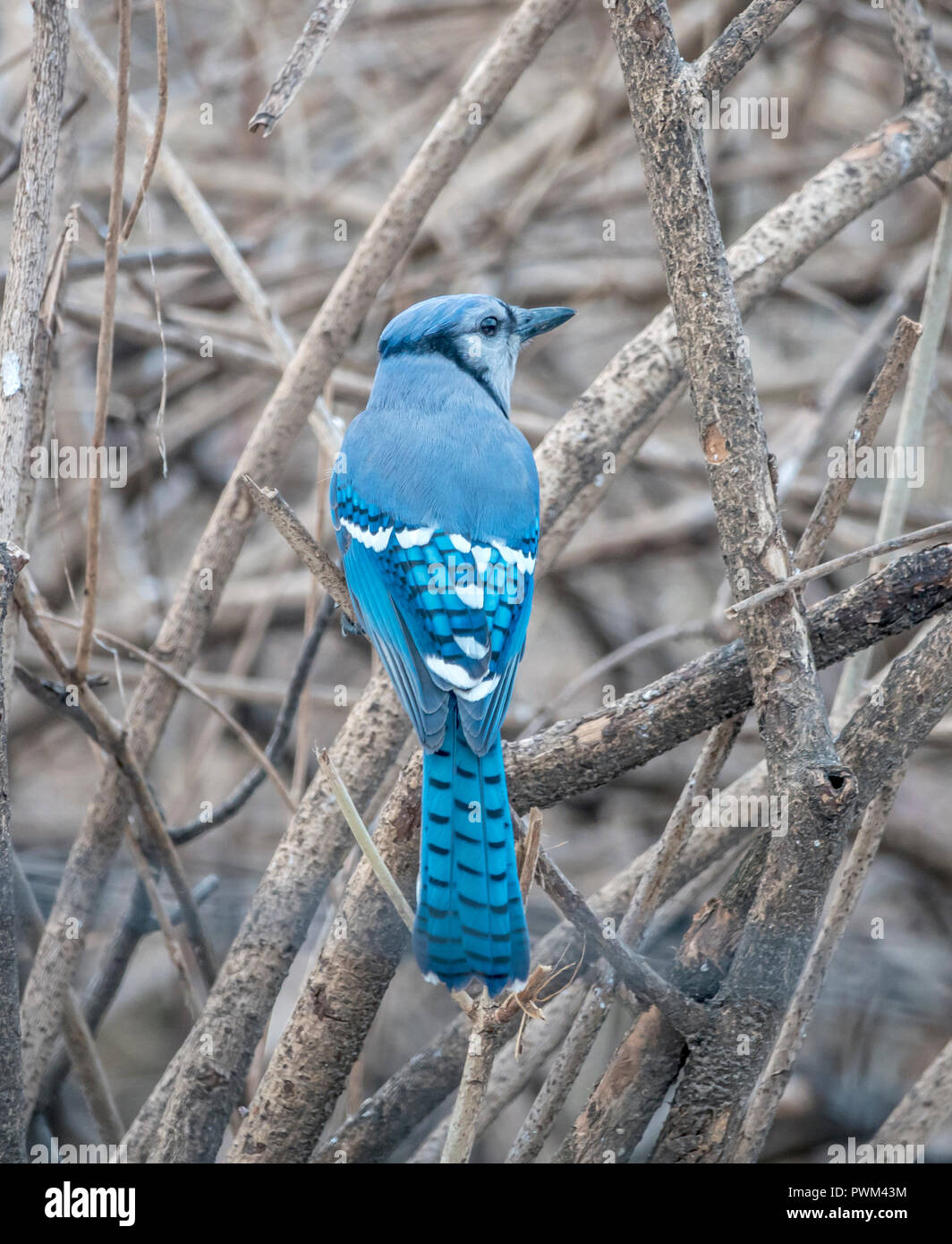 The blue jay is a passerine bird in the family Corvidae, native to ...
