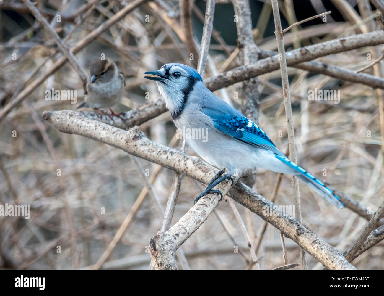 The blue jay is a passerine bird in the family Corvidae, native to ...