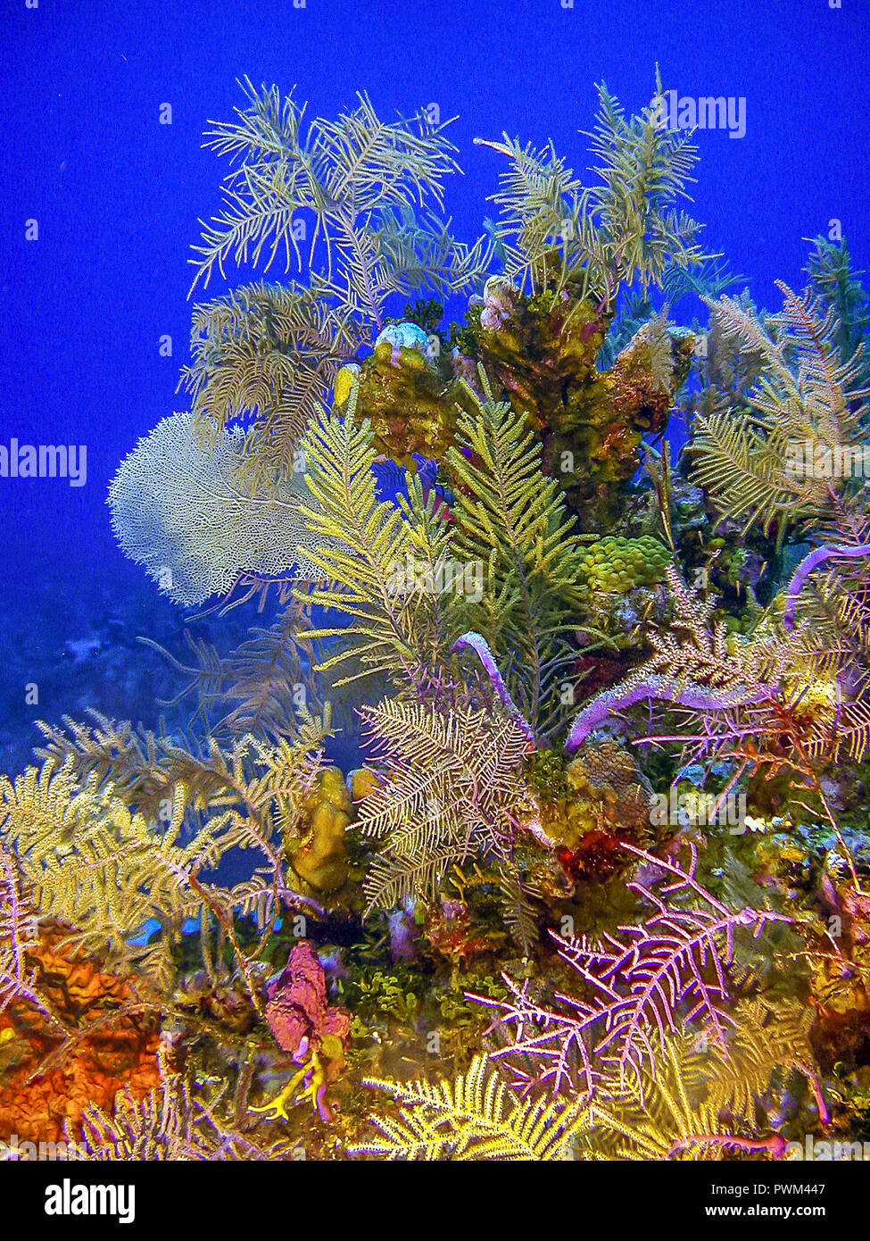 Coral garden in Caribbean Stock Photo - Alamy