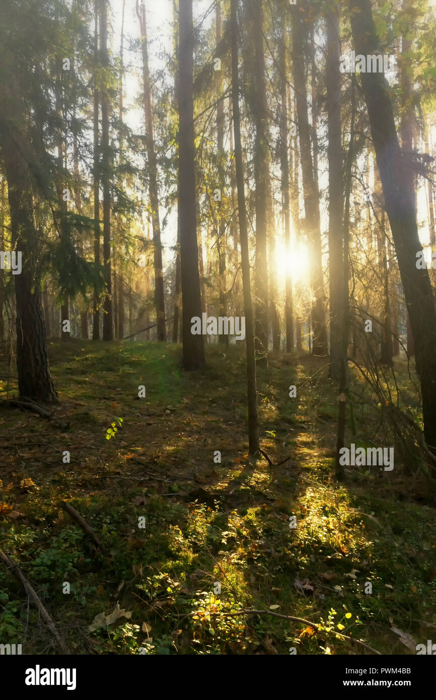 Trees tuchola forest hi-res stock photography and images - Alamy