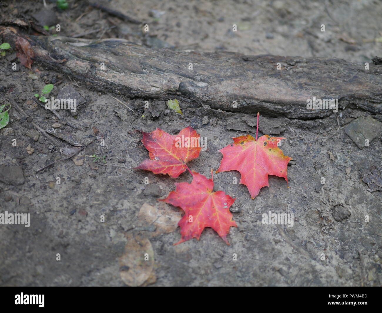 Three Maples Leaves Stock Photo - Alamy