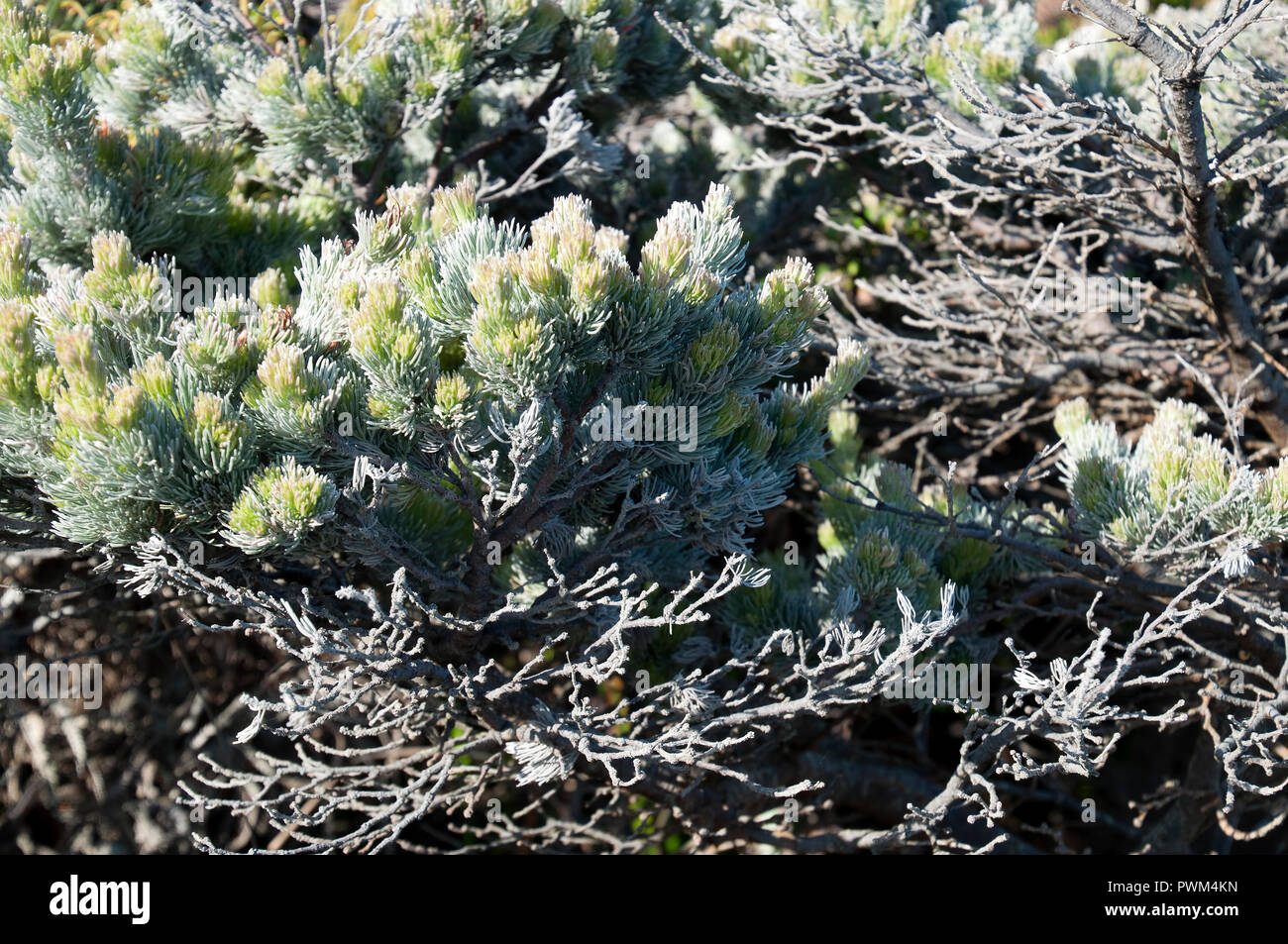 Wind stunted trees hi-res stock photography and images - Alamy