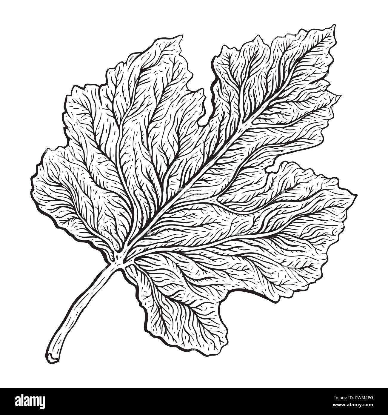 Beautiful detailed leaf. Botanical Hand drawn realistic Vector ...