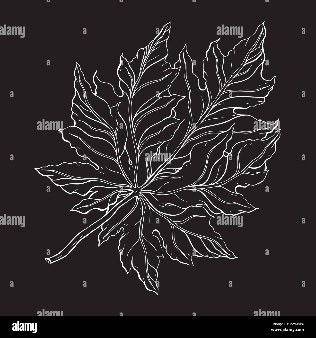 Beautiful detailed leaf. Botanical Hand drawn realistic Vector ...
