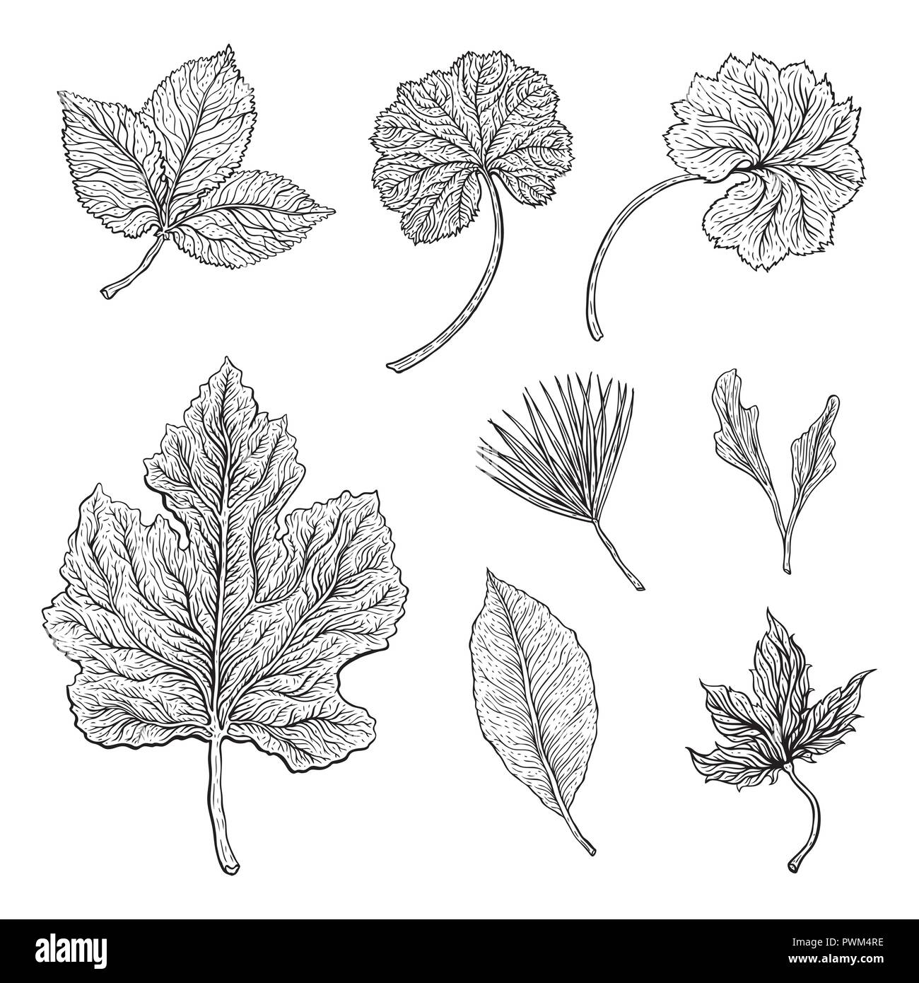 Types of leaf. Outline leaves of different types, isolated on white ...