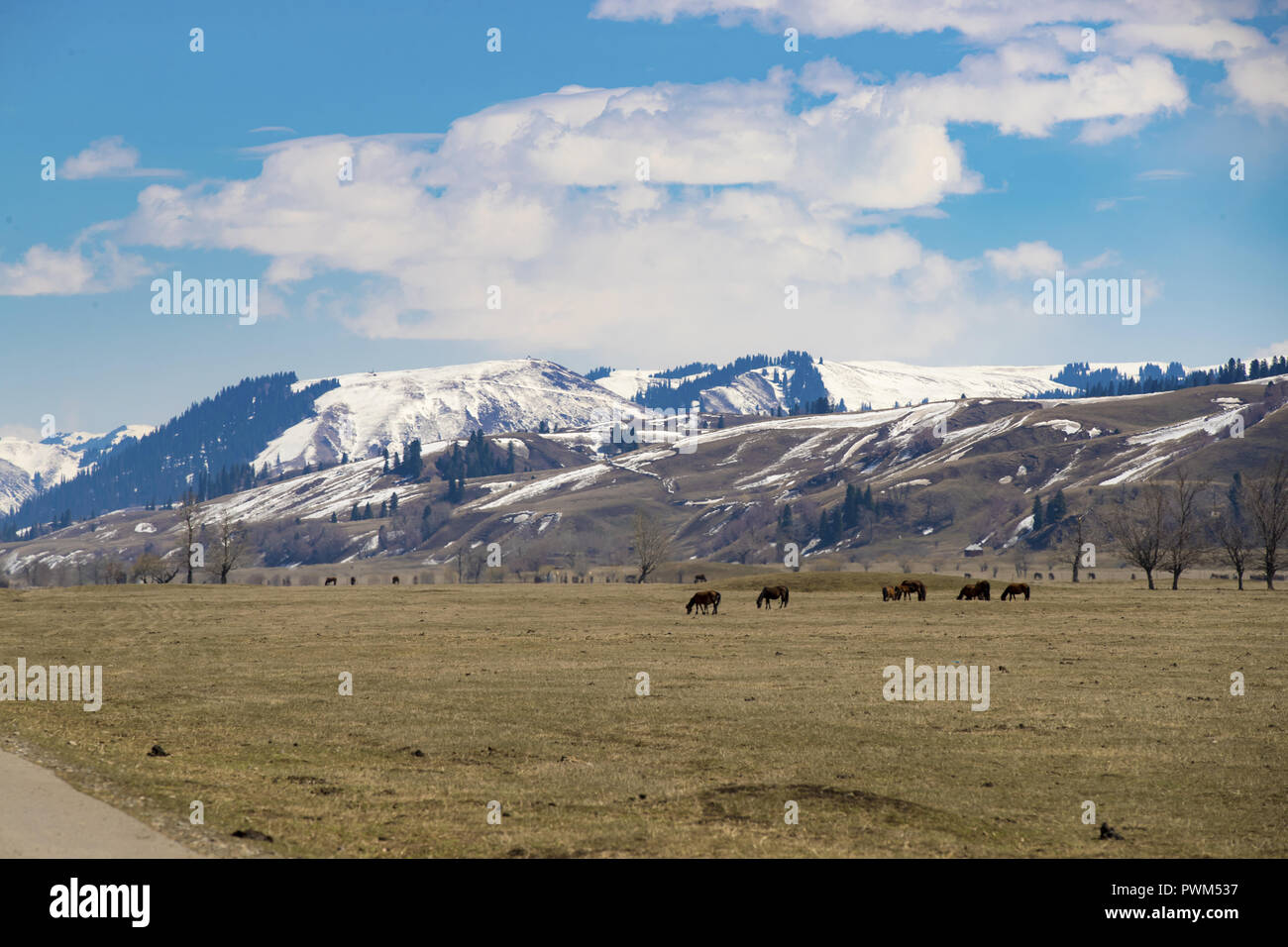 Nalati grassland hi-res stock photography and images - Alamy
