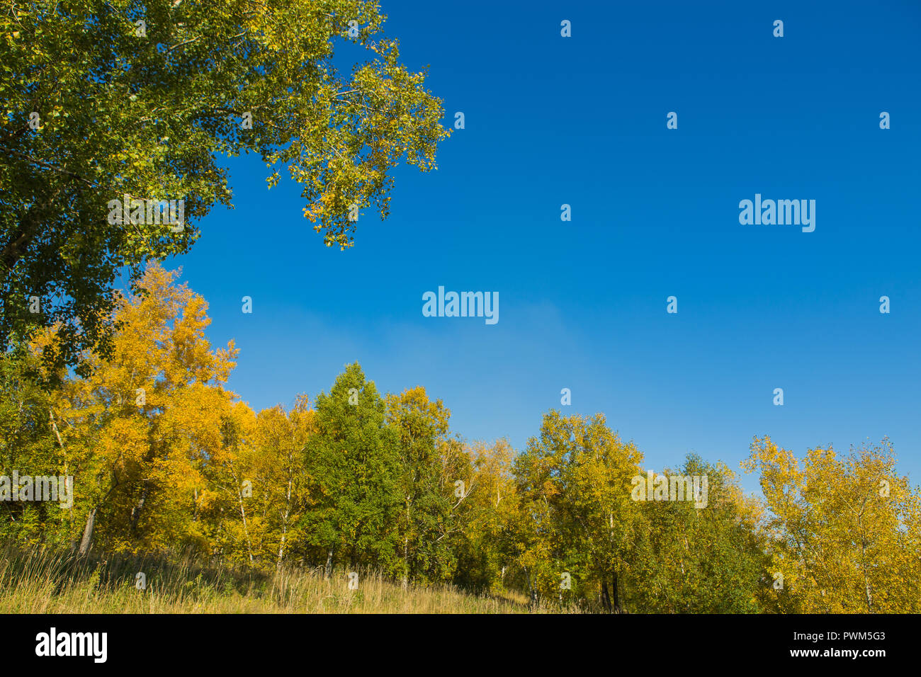 Colorful autumn forest on september sunny day. Freen, yellow and orange ...