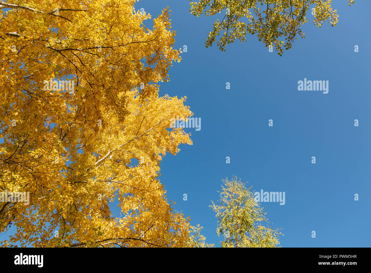 Colorful autumn forest on september sunny day. Freen, yellow and orange ...