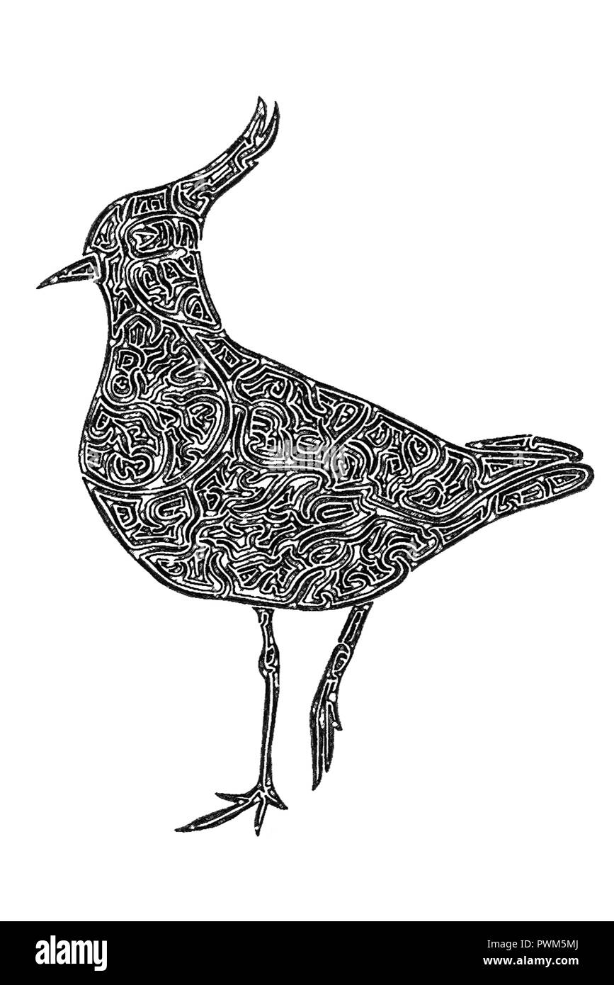 Lapwing Detail High Resolution Stock Photography and Images - Alamy