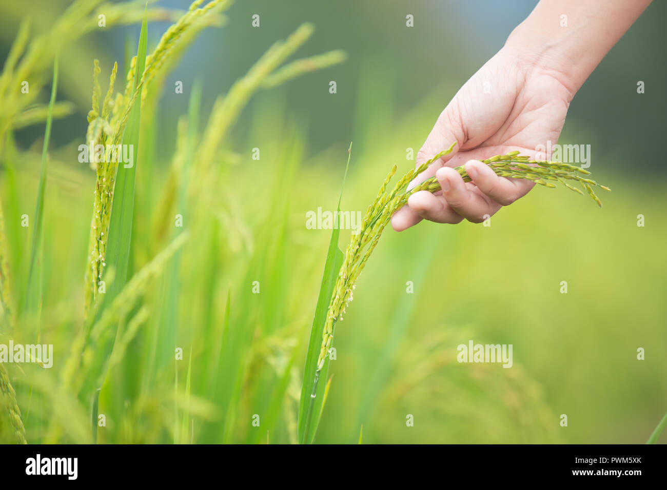 Farmer woman rice Plantation checking quality. Concept of smart ...