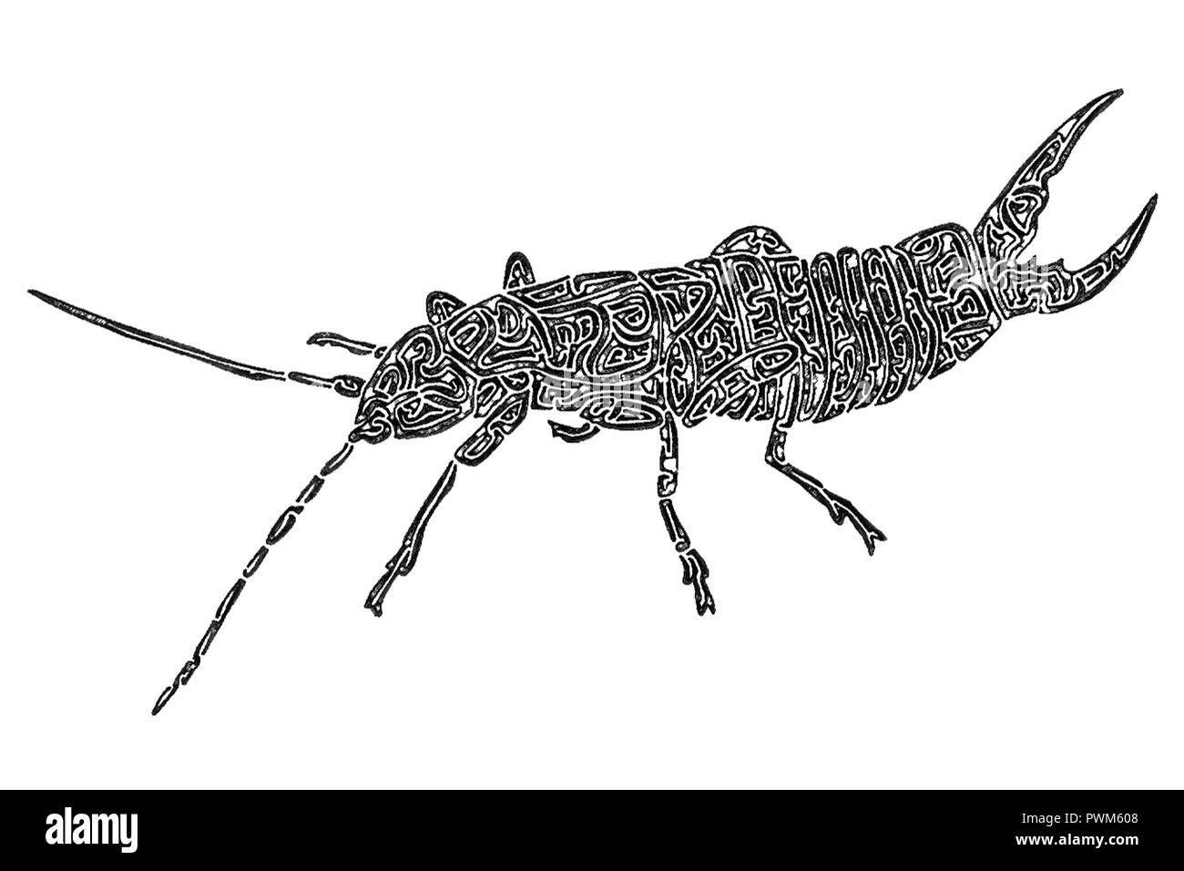 Black Fly Drawing High Resolution Stock Photography and Images - Alamy