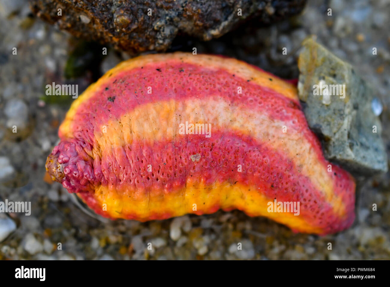 Pink warty sea cucumber Stock Photo - Alamy