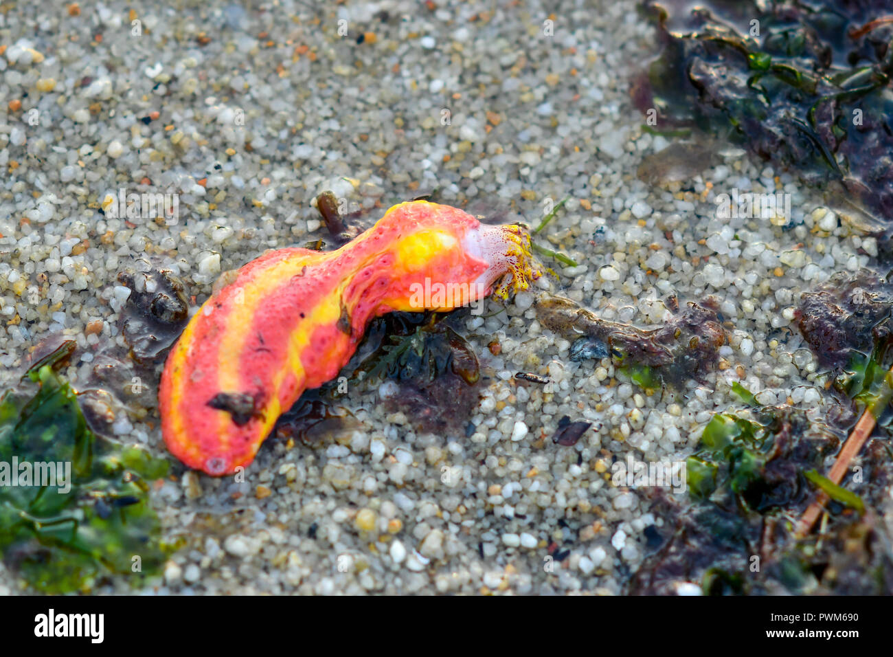 Pink warty sea cucumber Stock Photo - Alamy