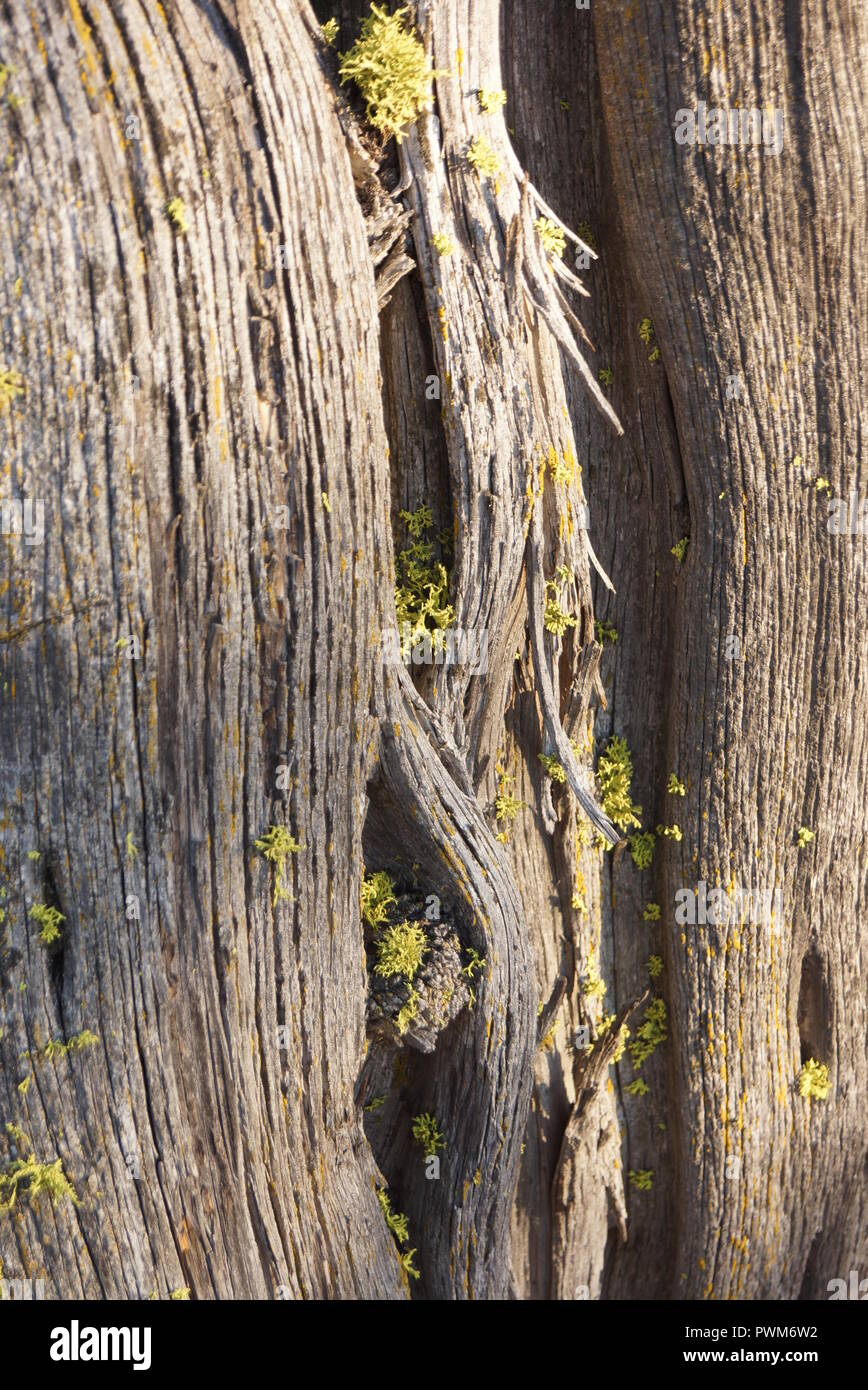Juniper forms and textures Stock Photo - Alamy