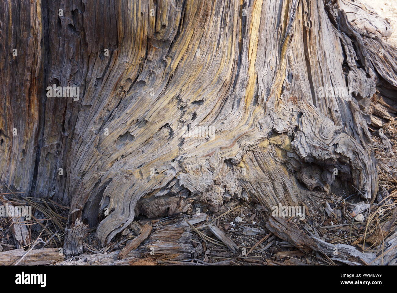 Juniper forms and textures Stock Photo - Alamy